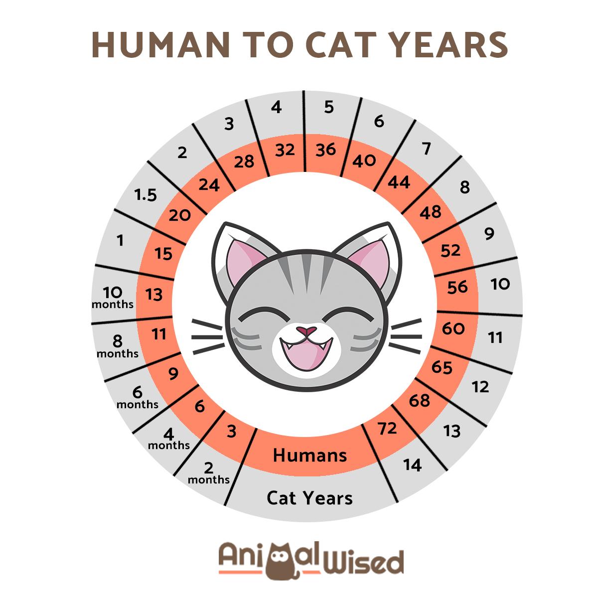 How Old Is My Cat In Human Years? - Cat Age Converter