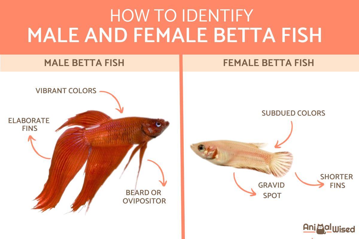 Male vs. Female Betta Fish - How to Tell the Difference