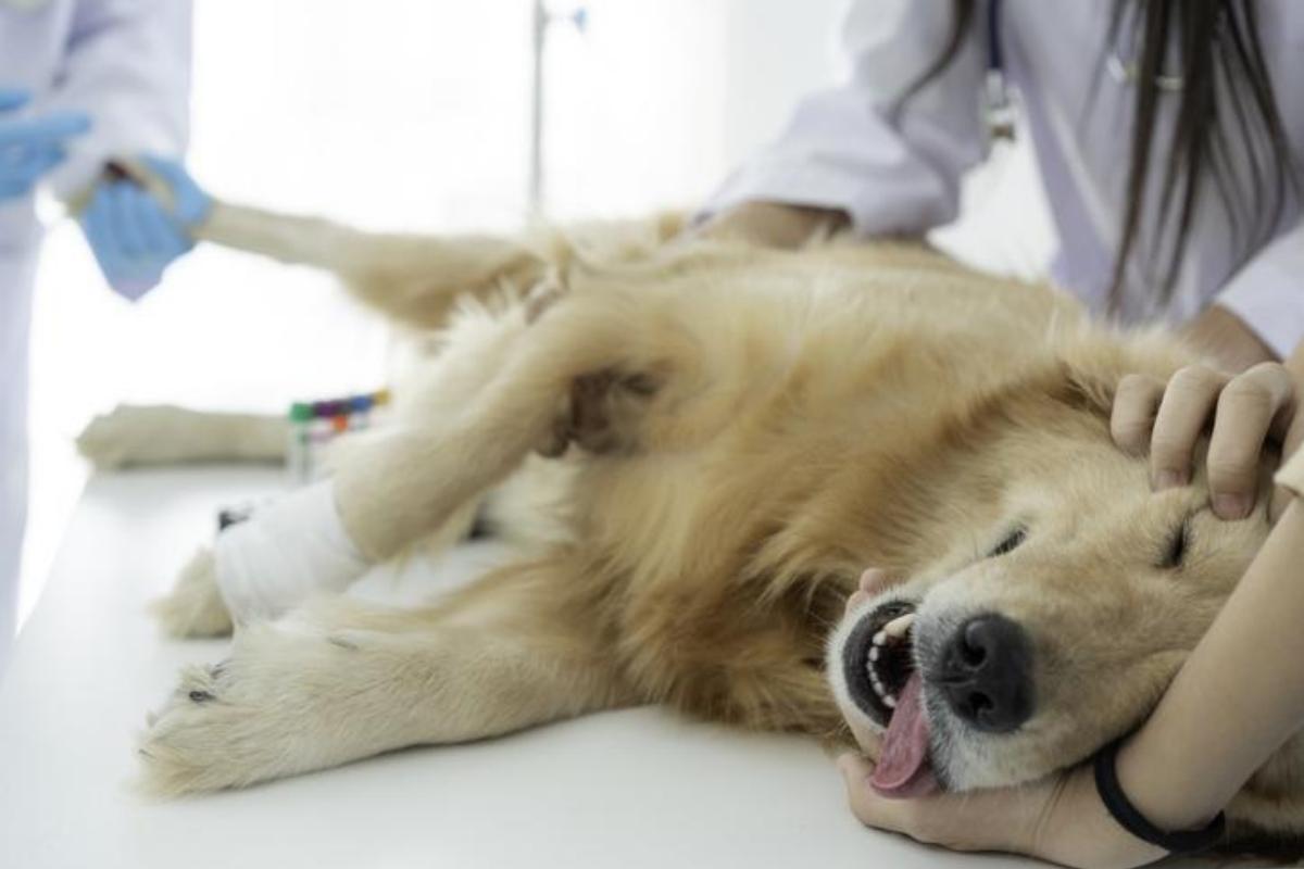 Cystic Endometrial Hyperplasia in Dogs - Causes, Symptoms and Treatment