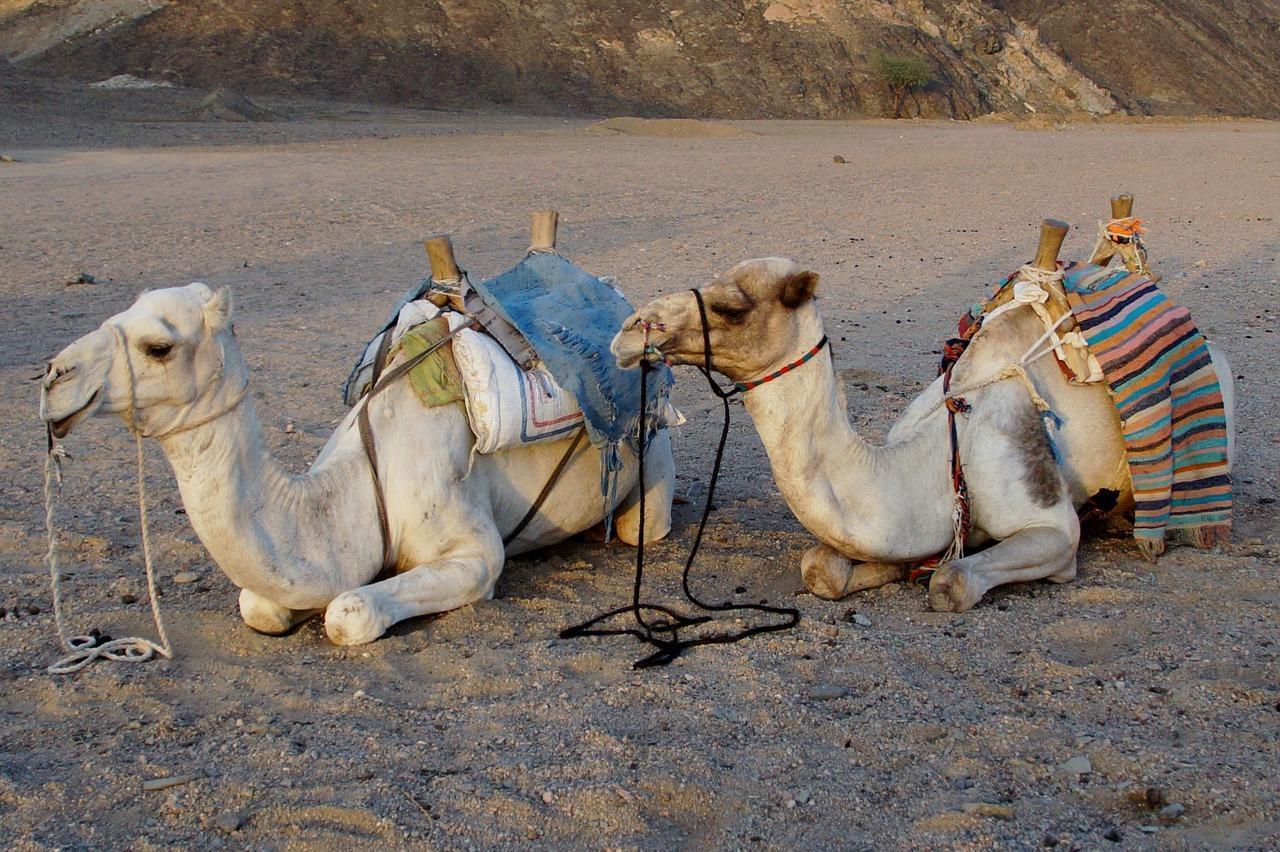 Differences Between Camels and Dromedaries
