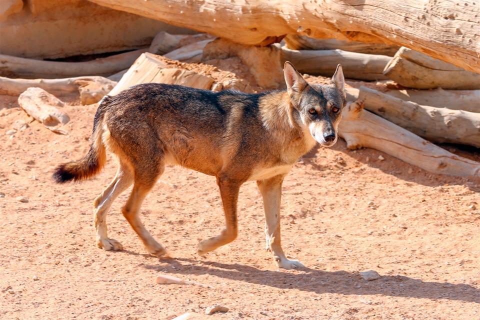 Different Types of Wolves and Their Characteristics - Complete List ...