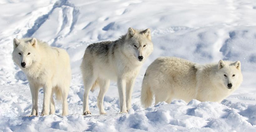 Different Types of Wolves and Their Characteristics - Complete List ...
