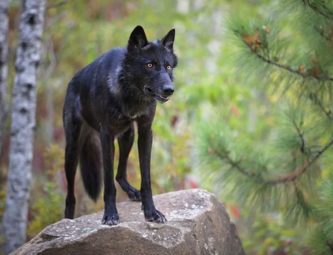 Different Types of Wolves and Their Characteristics - Complete List ...