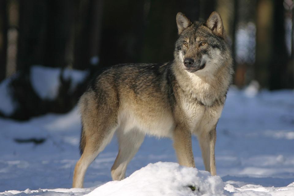 Different Types of Wolves and Their Characteristics - Complete List ...
