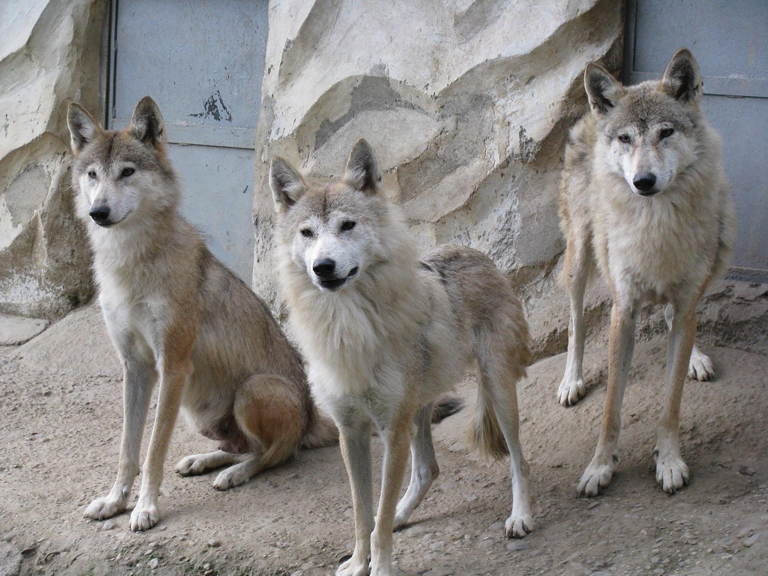 Different Types of Wolves and Their Characteristics - Complete List ...