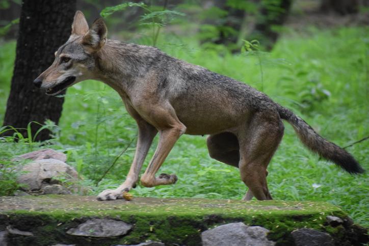 Different Types of Wolves and Their Characteristics - Complete List ...