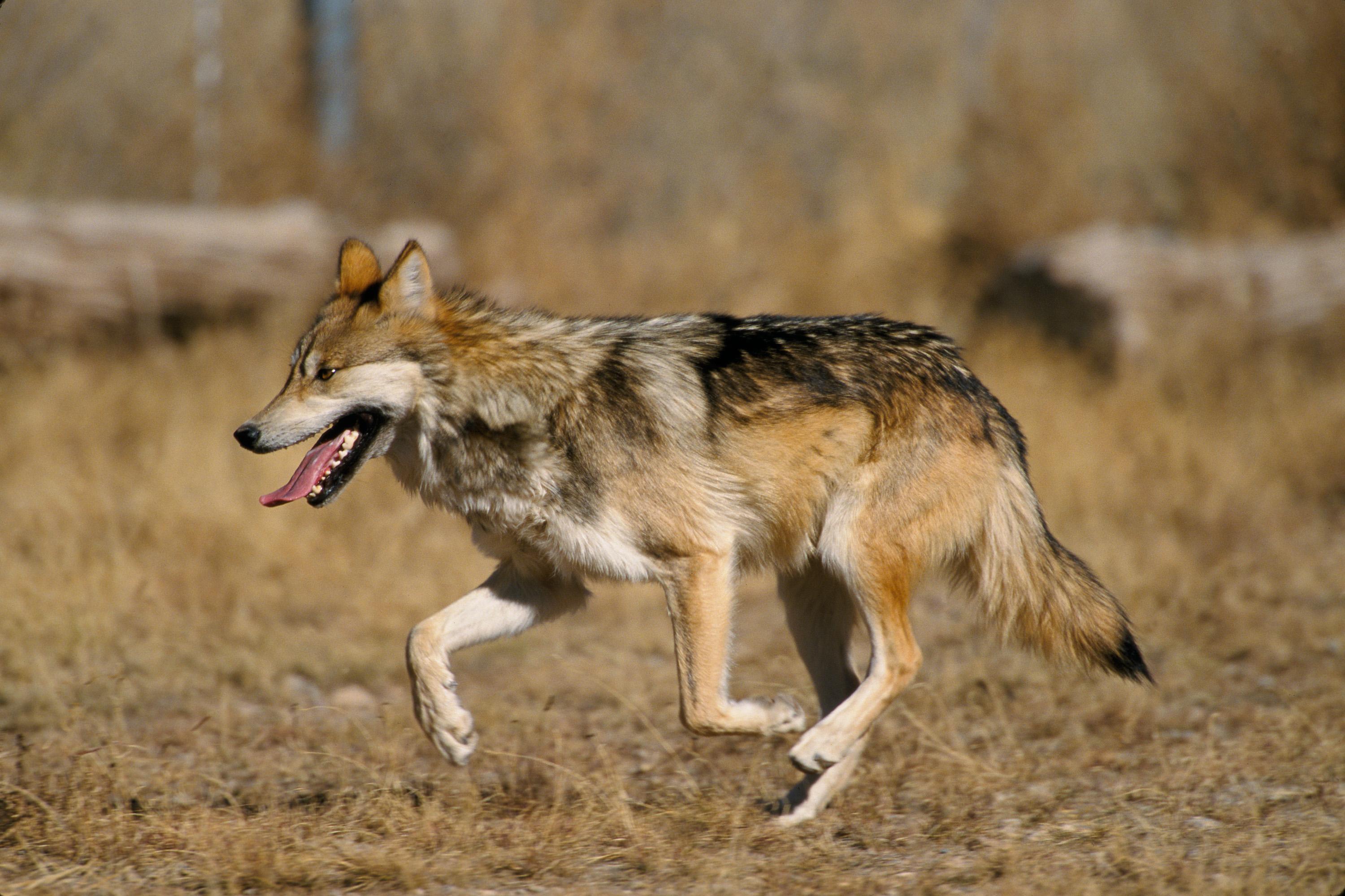 Different Types of Wolves and Their Characteristics - Complete List ...