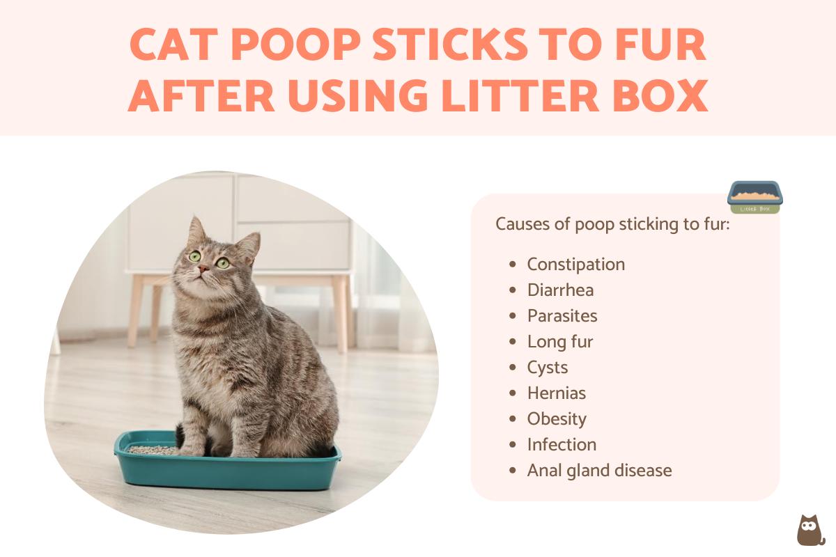 My Cat Has Poop on Their Fur After Using the Litter Box - Causes and ...