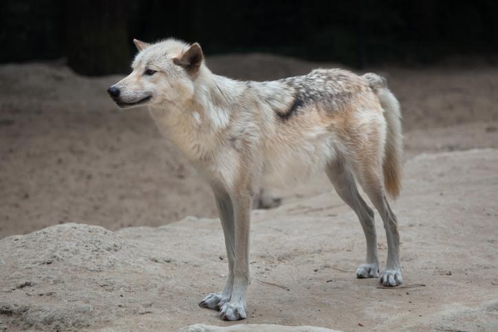 Different Types of Wolves and Their Characteristics - Complete List ...