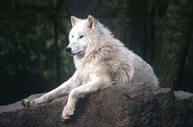Different Types of Wolves and Their Characteristics - Complete List ...