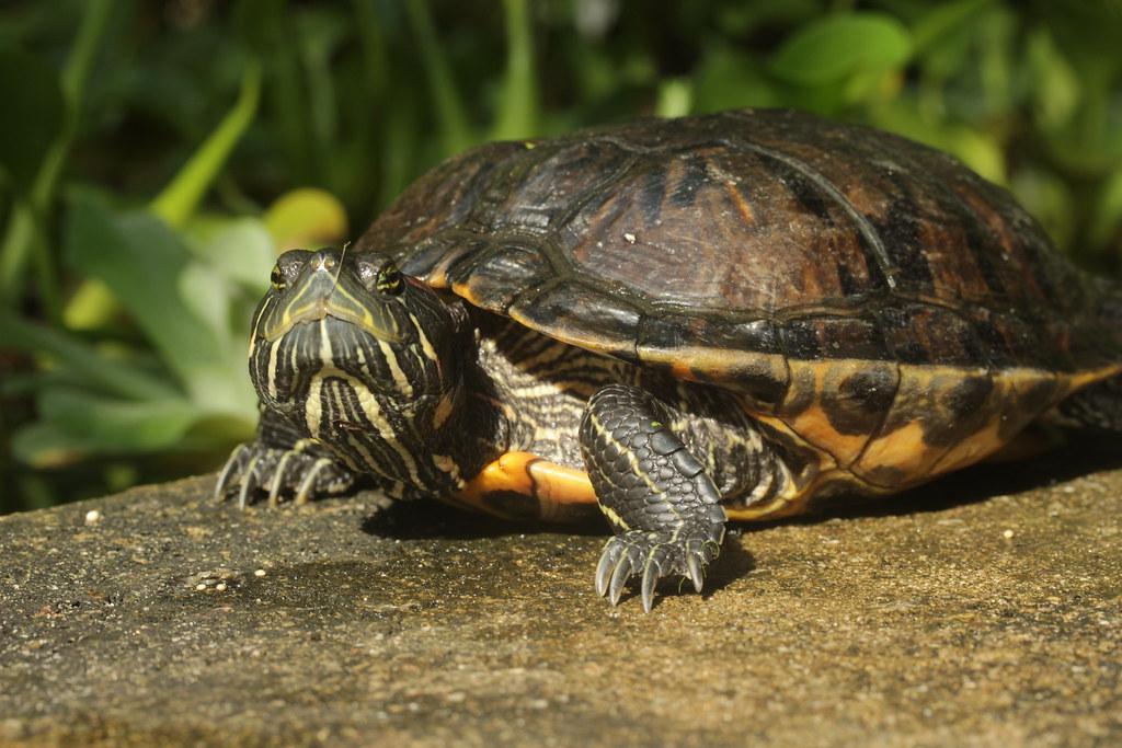 Animals with Shells - Examples with Pictures