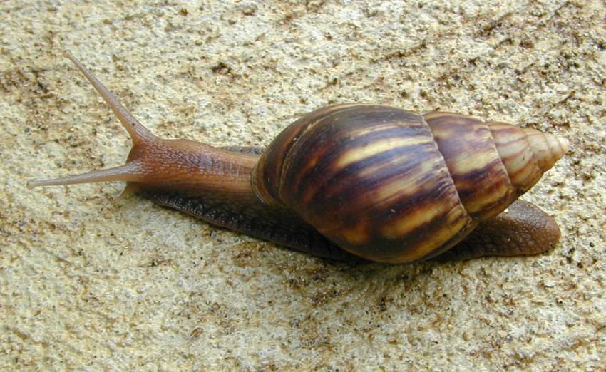 Animals with Shells - Examples with Pictures
