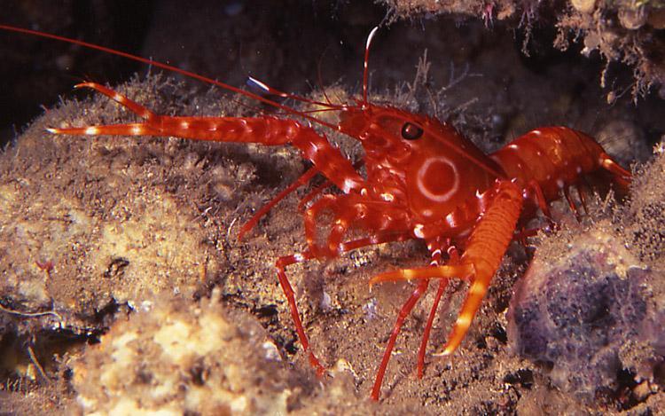 Animals with Shells - Examples with Pictures