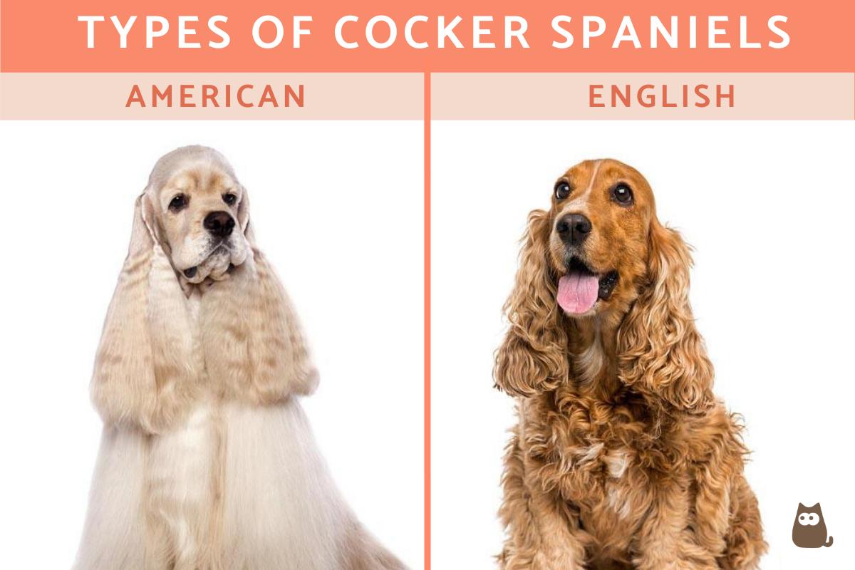 Types of Cocker Spaniels - English Vs. American Cocker Spaniel With Photos