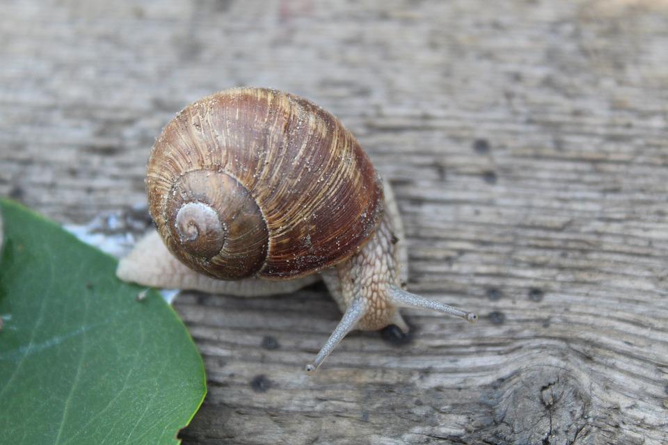 Animals with Shells - Examples with Pictures