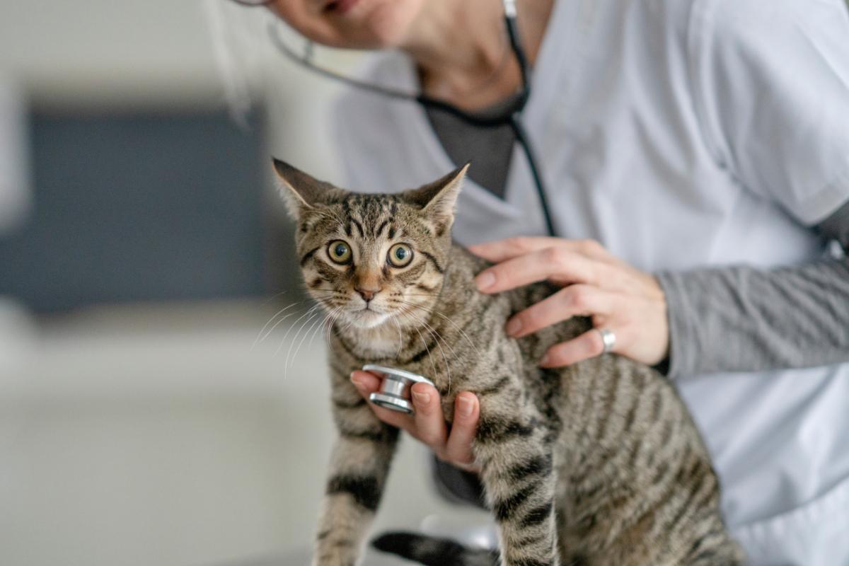 My Cat Is Coughing But There Is No Hairball - Hacking Cough Causes