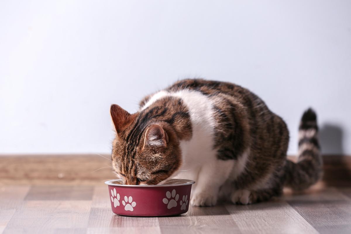 Can Cats Have Chickpeas? - Understanding the Risks