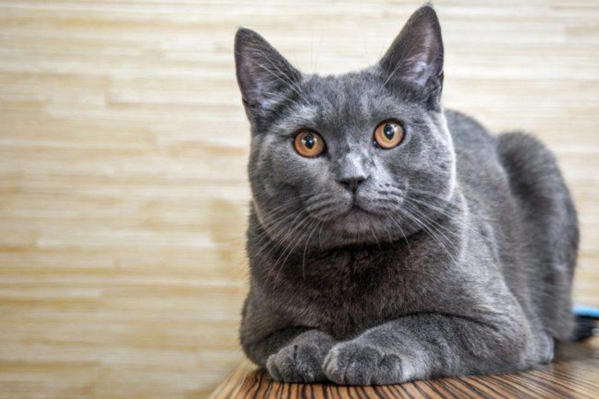 Why Is My Cat Staring at Nothing? - Reasons Cats Stare at Nothing