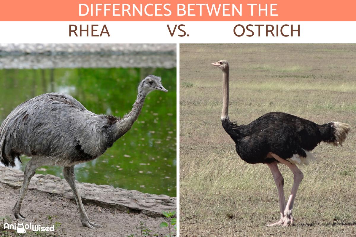 Differences Between a Rhea vs. Ostrich - Comparison With Photos