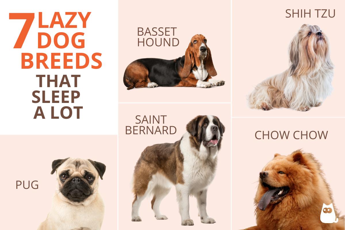 7 Lazy Dog Breeds That Love to Sleep All Day