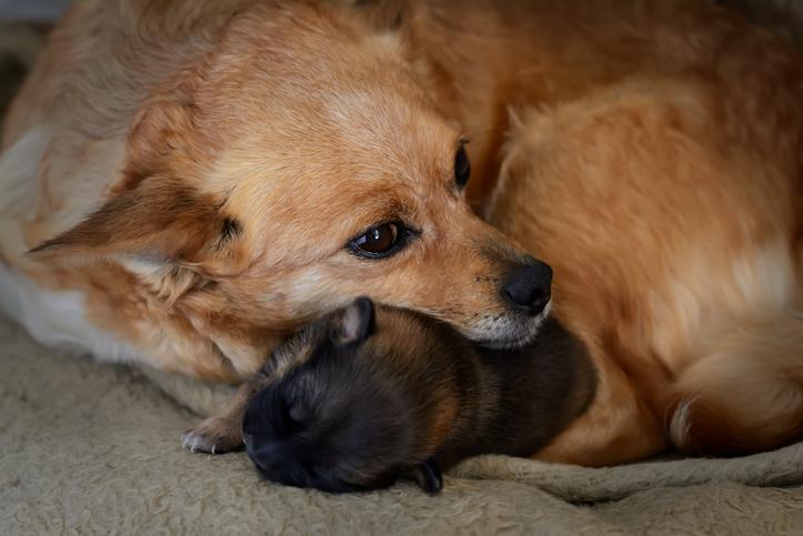 Dog Pregnancy - Week by Week Signs and Stages With Diagram