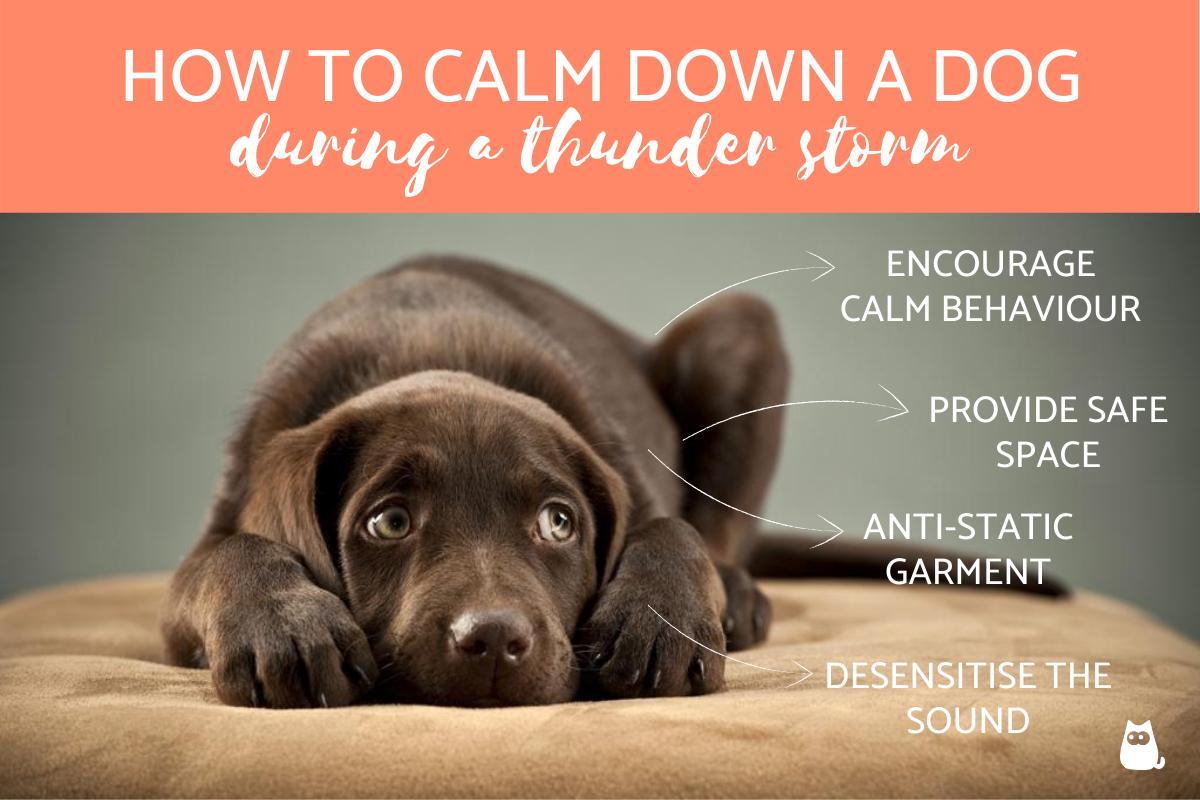 My Dog Is Scared of Thunder - Helping a Dog With Storm Phobia