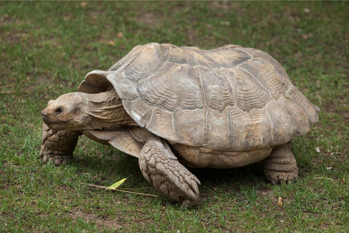 The 11 World's Largest Turtles and Tortoises - Species, Features and Photos