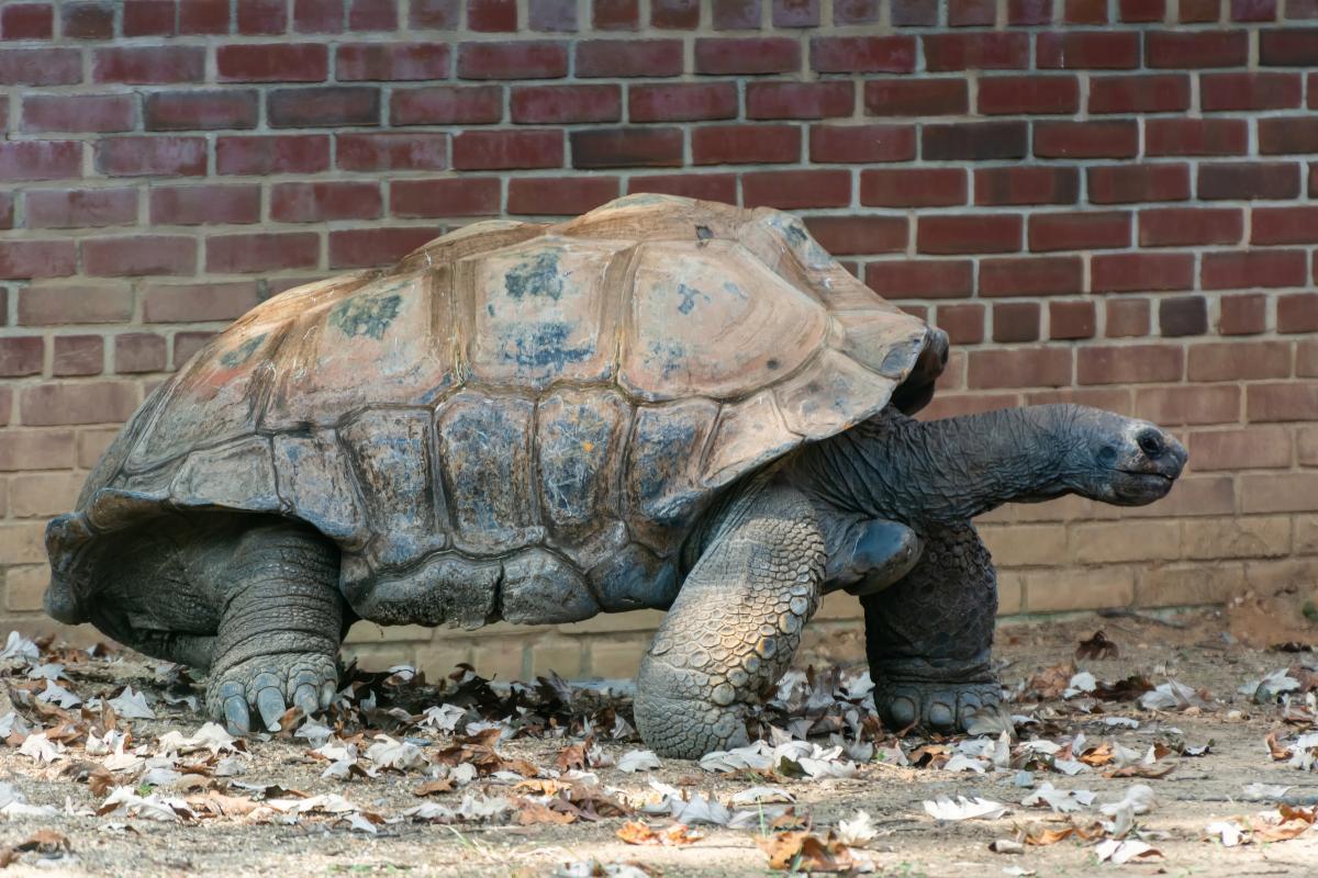The 11 World's Largest Turtles and Tortoises - Species, Features and Photos