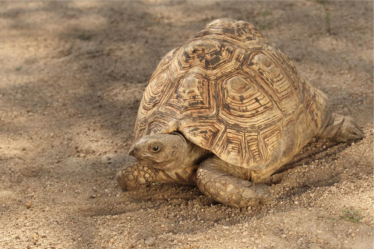 The 11 World's Largest Turtles and Tortoises - Species, Features and Photos