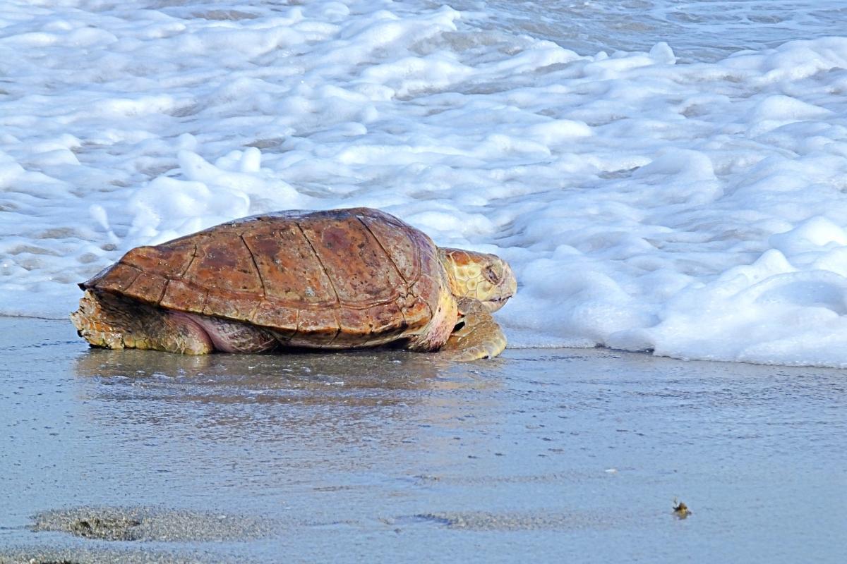 The 11 World's Largest Turtles and Tortoises - Species, Features and Photos