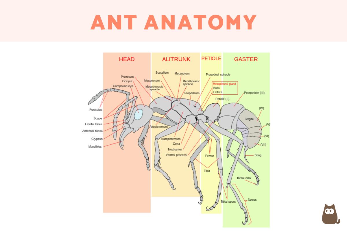 Do Ants Have A Heart To Pump Blood Ant Heart Anatomy