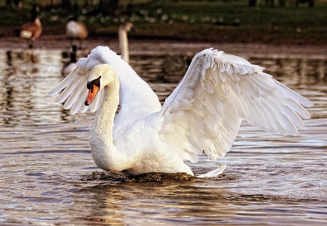 Different Types of Swans - Swan Breed Information With Photos
