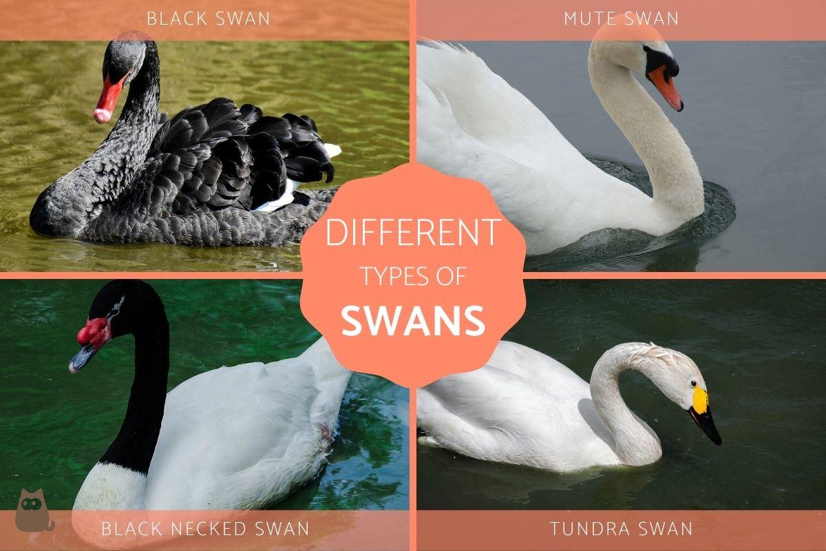 Different Types of Swans - Swan Breed Information With Photos