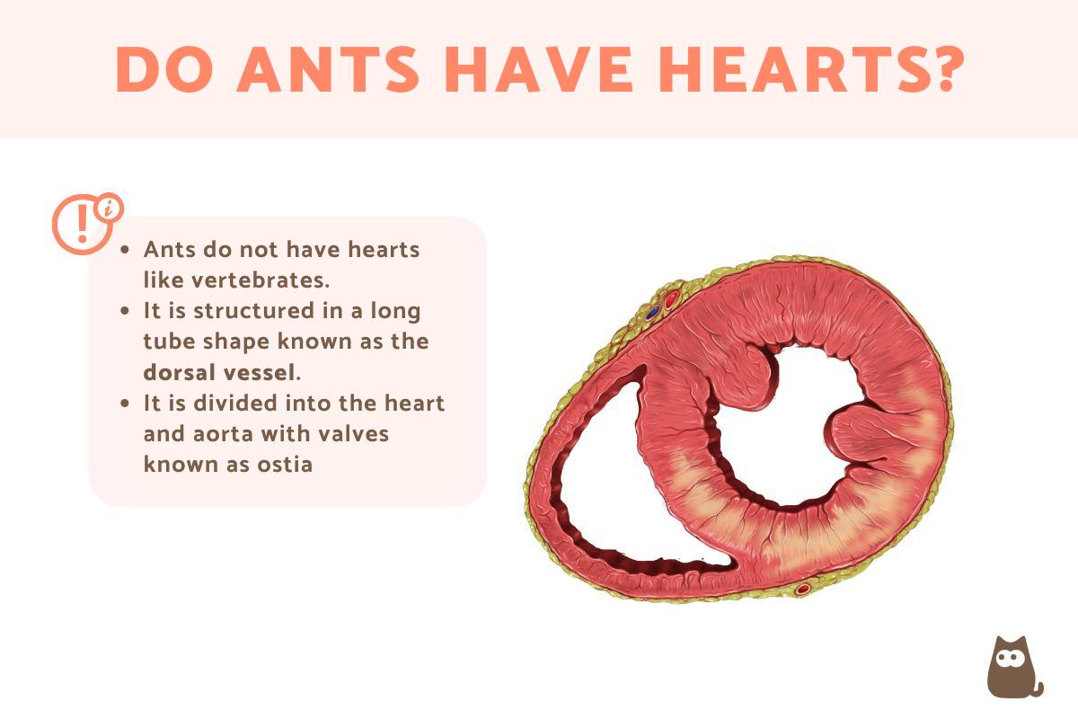 Do Ants Have a Heart to Pump Blood? - Ant Heart Anatomy
