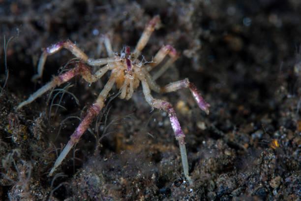 Sea Spiders - Types, Characteristics and Habitat