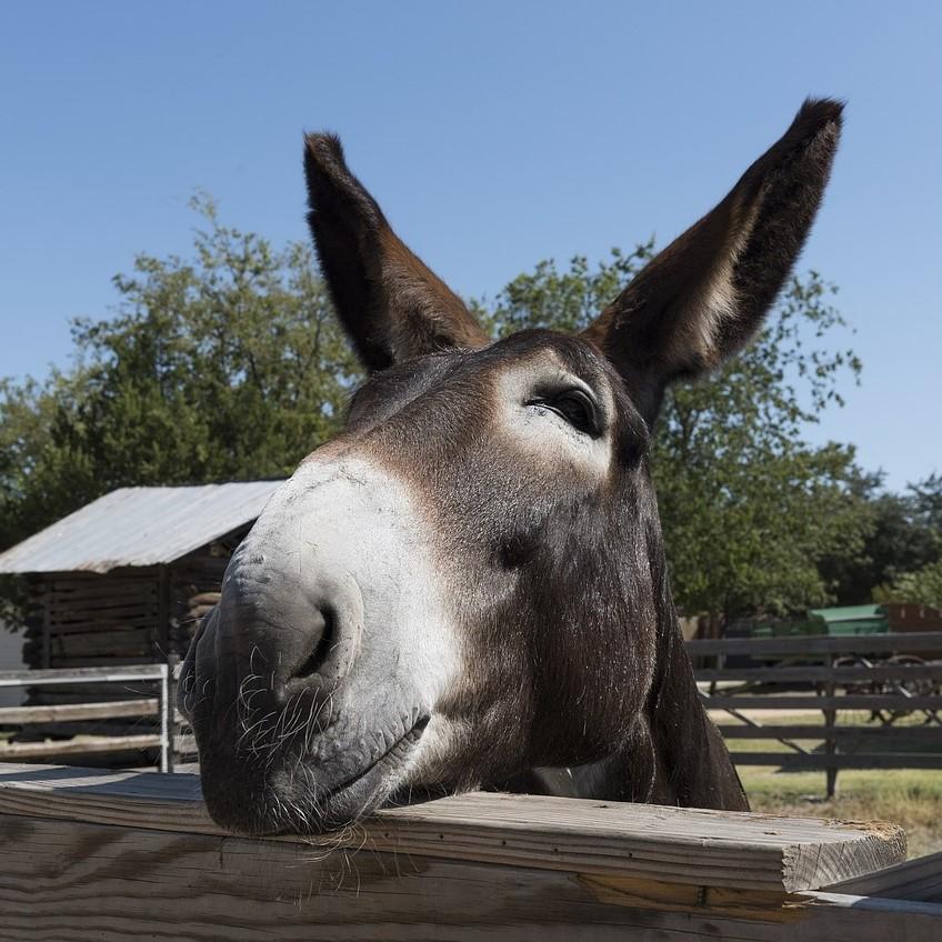 Donkeys as Pets: Guidelines and Basic Care