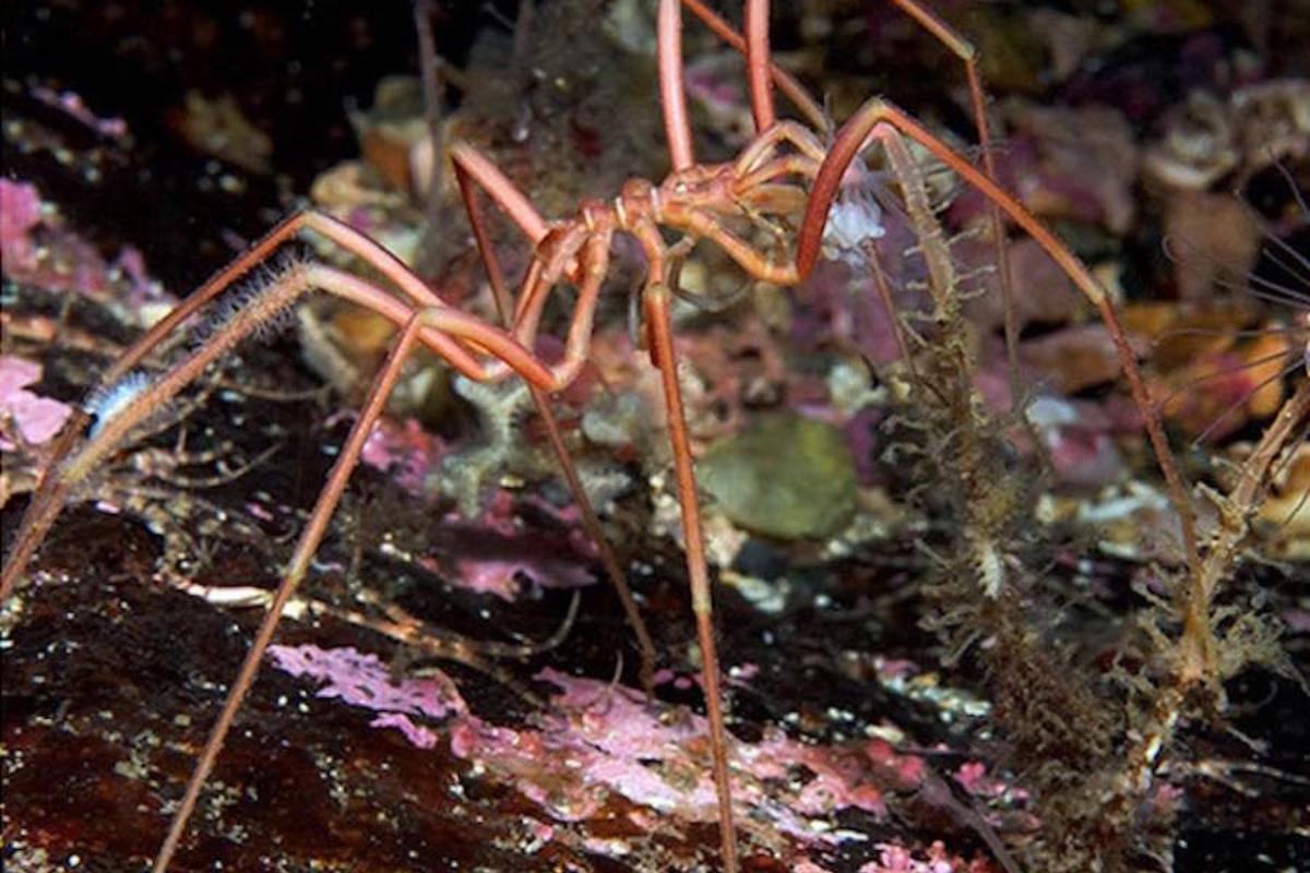 Sea Spiders - Types, Characteristics and Habitat
