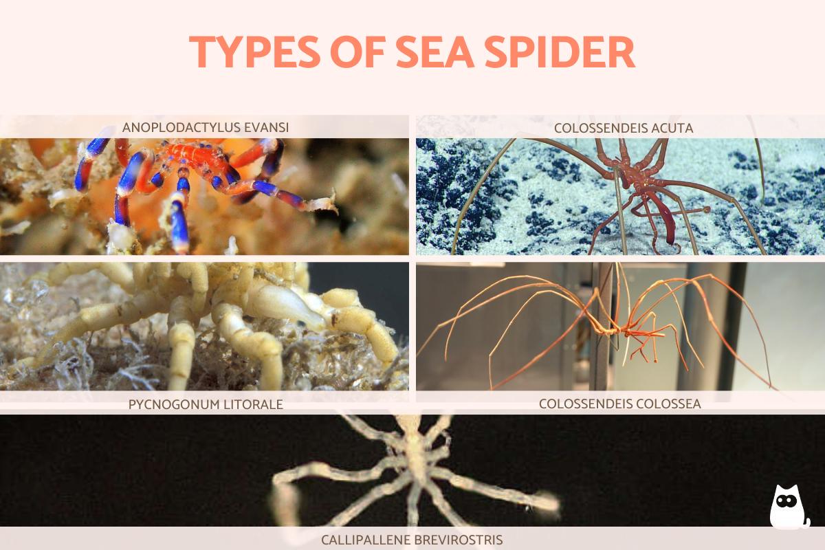 Sea Spiders - Types, Characteristics and Habitat