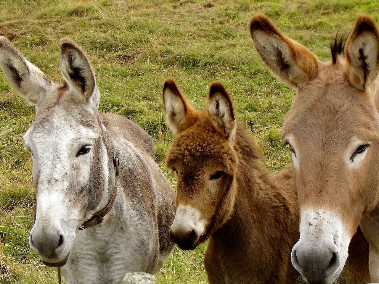 Donkeys as Pets: Guidelines and Basic Care
