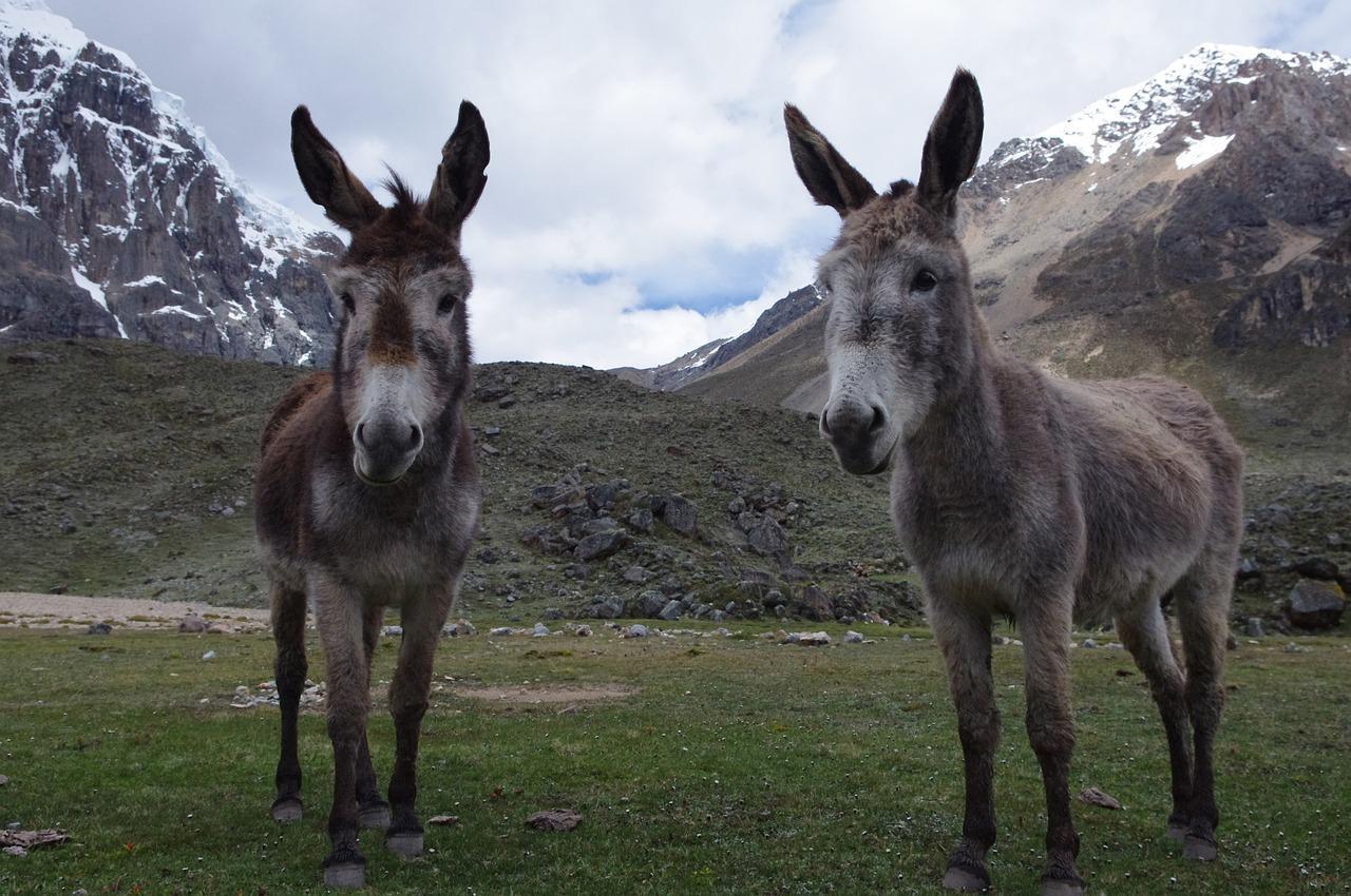 Donkeys as Pets: Guidelines and Basic Care