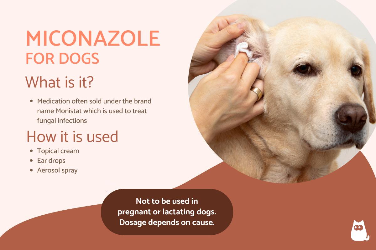 Miconazole for Dogs - Uses, Dosage and Side Effects