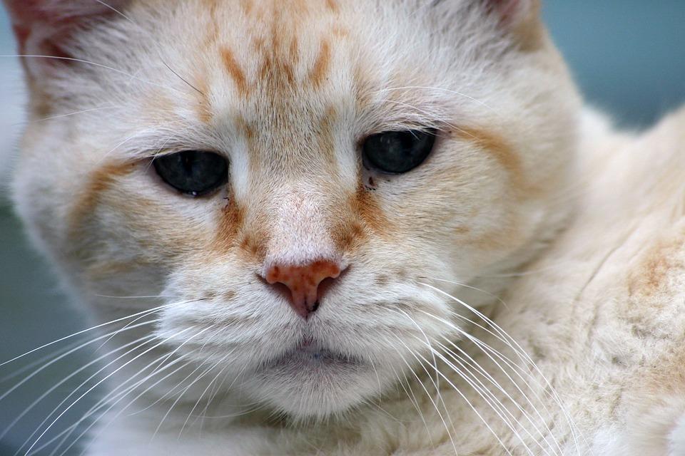 How to Estimate Your Cat's Age - Physical Appearance & Behavior