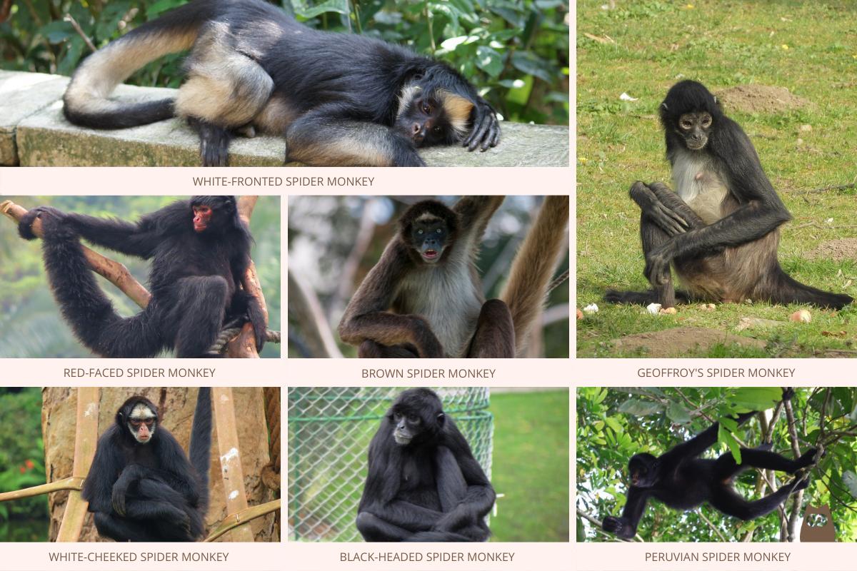 Are Spider Monkeys Endangered? - Spider Monkey Extinction Risks and Threats