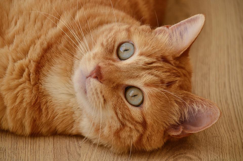 How to Estimate Your Cat's Age - Physical Appearance & Behavior