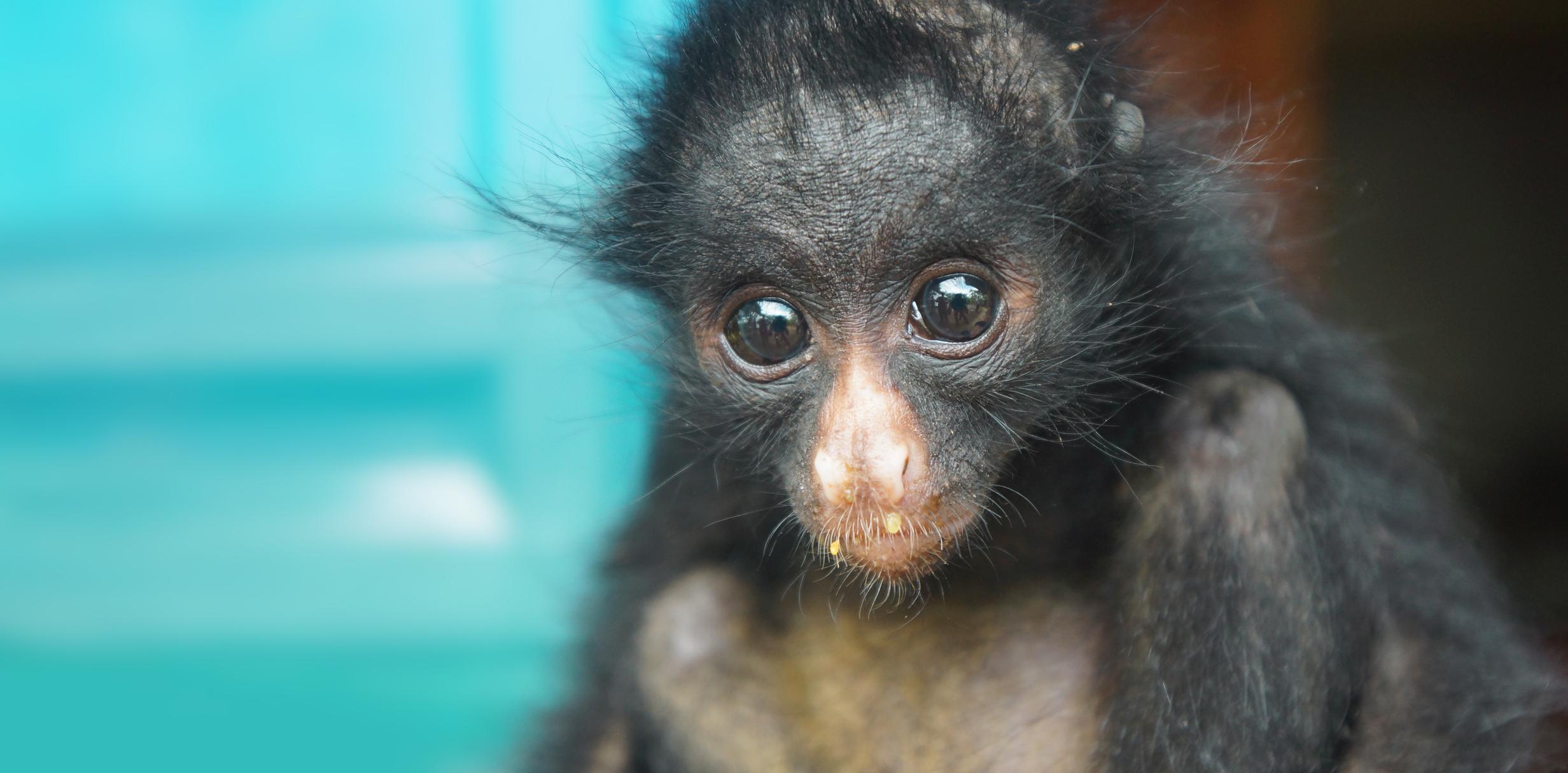 Are Spider Monkeys Endangered? - Spider Monkey Extinction Risks and Threats