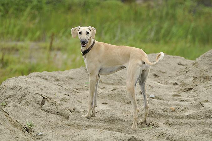 Different Types of African Dog Breeds - Large and Small Dogs with Pictures