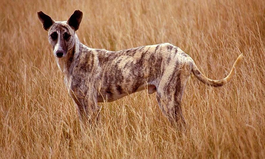 Different Types of African Dog Breeds - Large and Small Dogs with Pictures