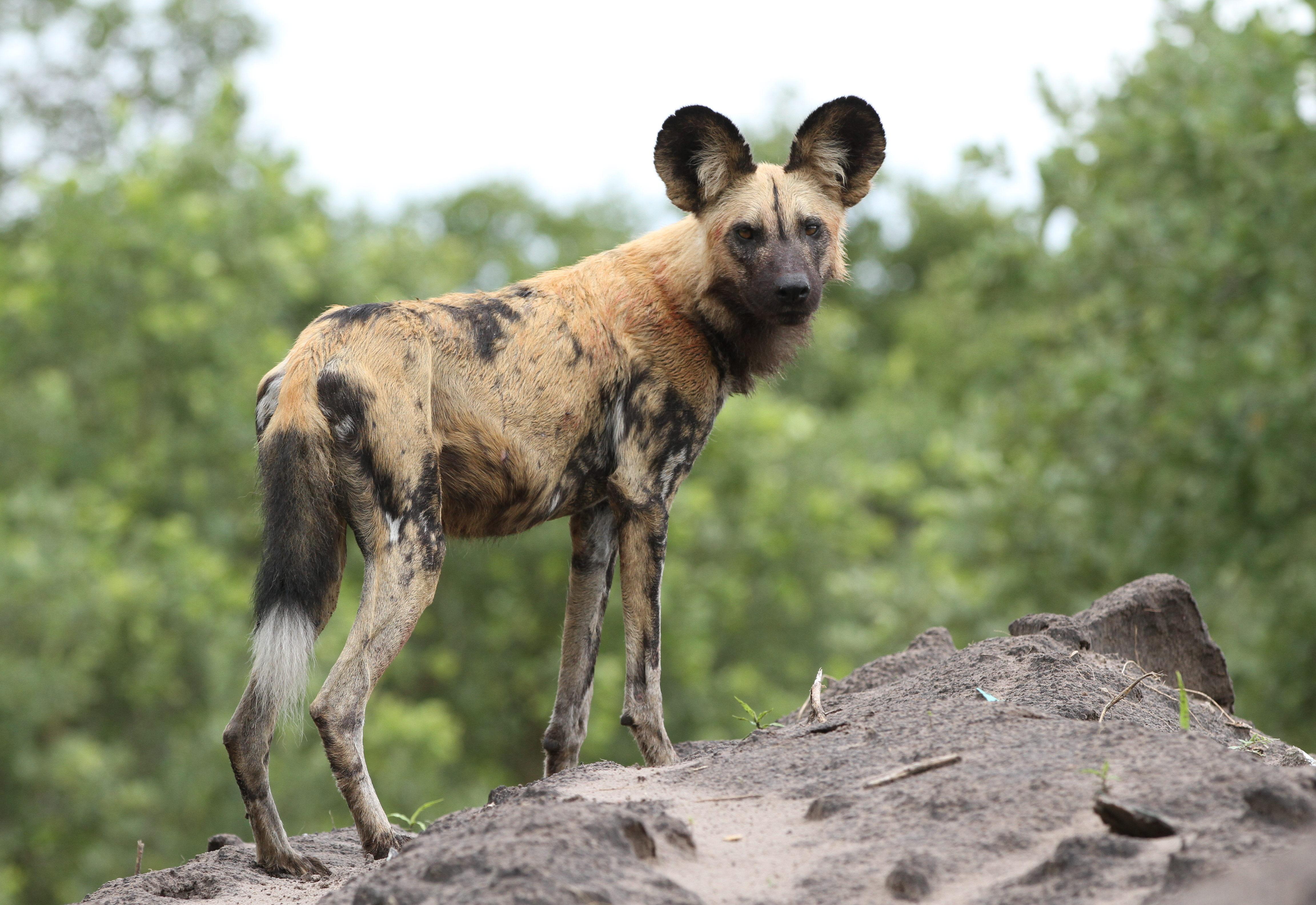 Different Types of African Dog Breeds - Large and Small Dogs with Pictures