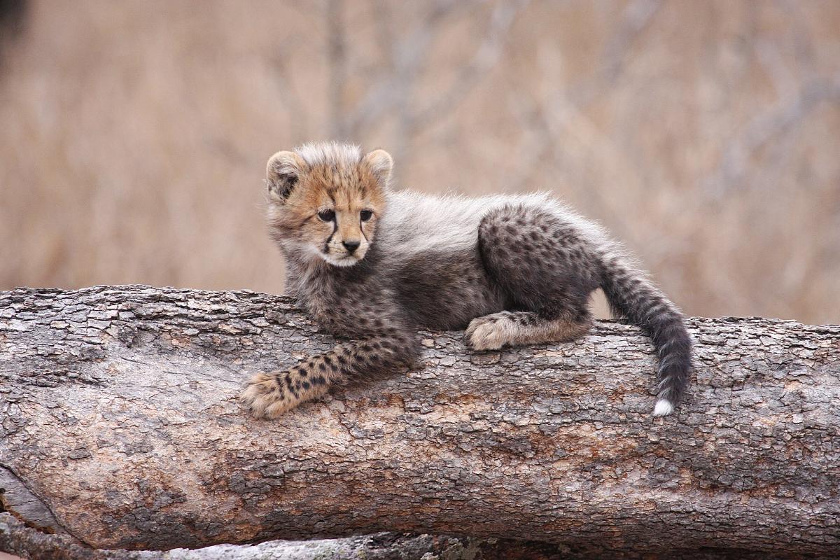 Cheetah Reproduction - How They Mate, Give Birth & Raise Cubs