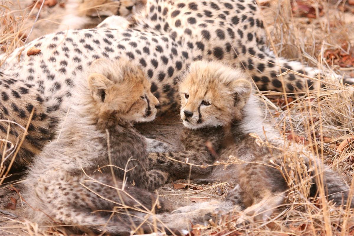 Cheetah Reproduction - How They Mate, Give Birth & Raise Cubs